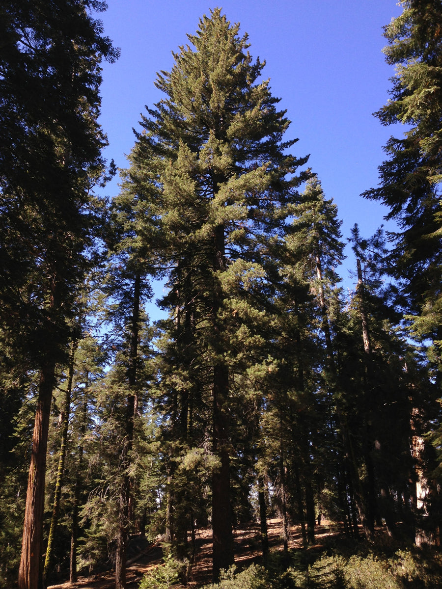 Sugar Pine | Medium Tree Seedling – The Jonsteen Company