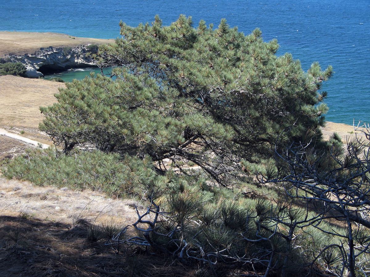Torrey Pine | Mini-Grow Kit – The Jonsteen Company