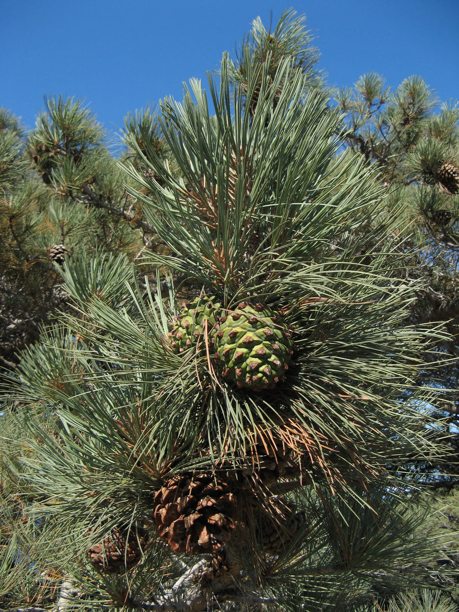 Torrey Pine | Small Tree Seedling – The Jonsteen Company
