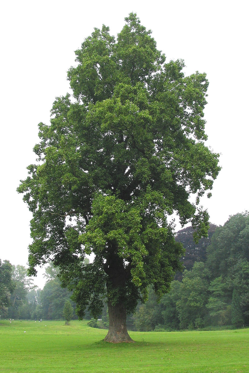 Tulip Poplar | White Design | Seed Grow Kit – The Jonsteen Company