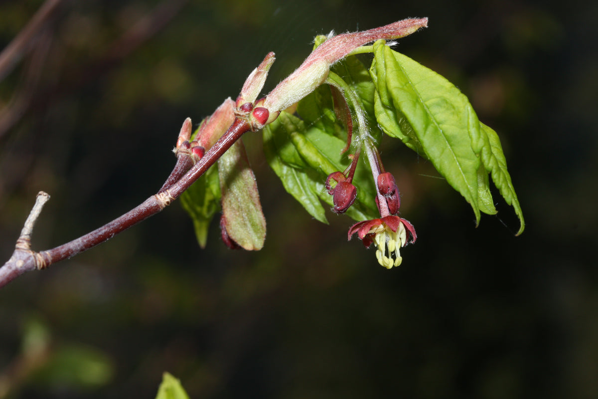 Vine Maple | Medium Tree Seedling – The Jonsteen Company
