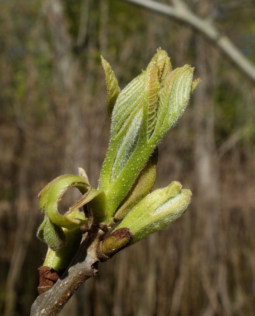 Water Hickory | Medium Tree Seedling – The Jonsteen Company