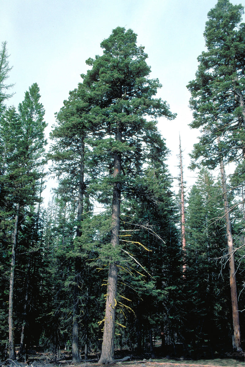 White Fir | Medium Tree Seedling – The Jonsteen Company